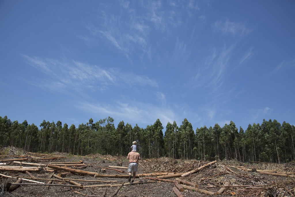 Dargle Poles – CCA Treated Poles, Droppers & Intingus